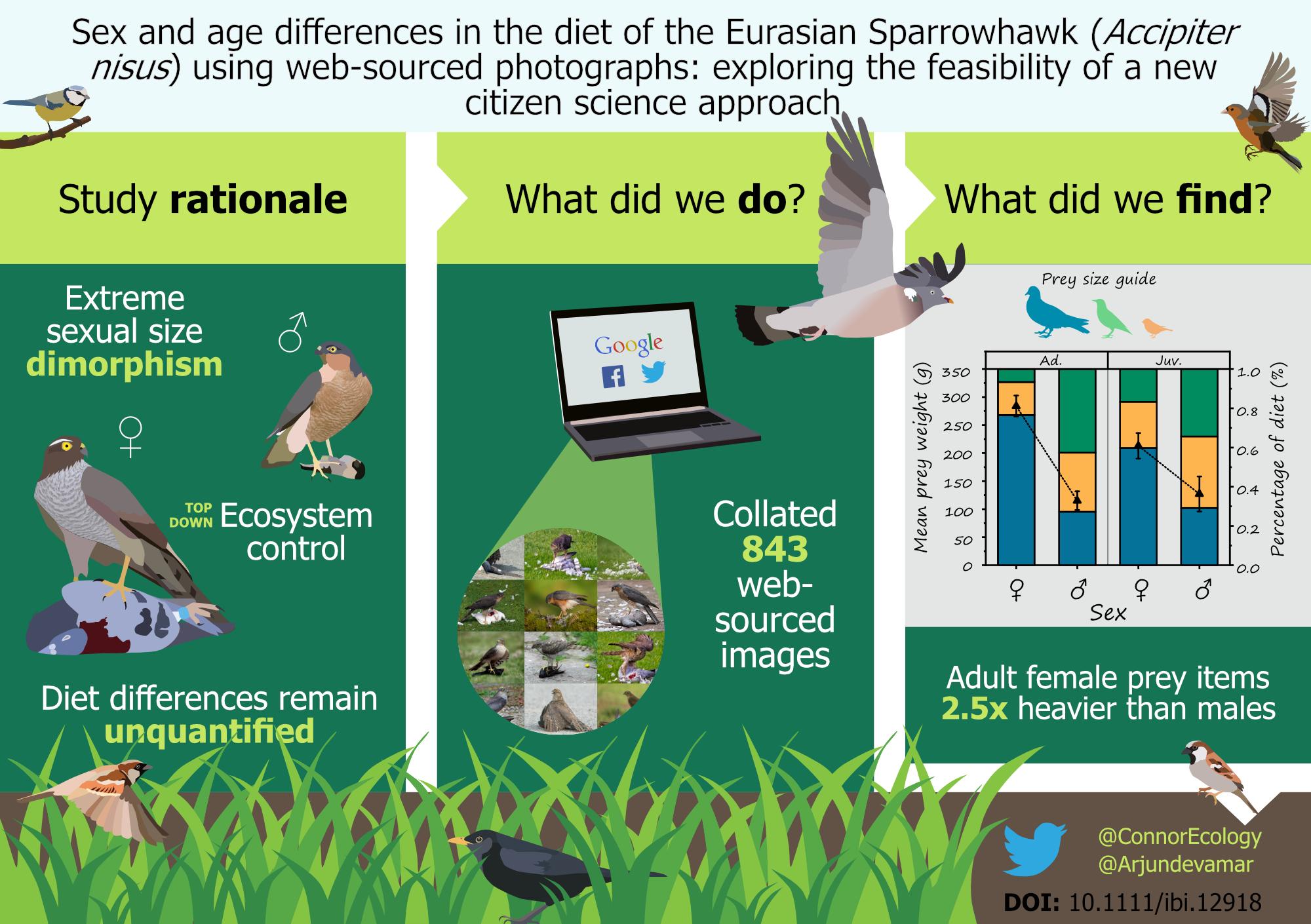 Panter, Connor // Sex and age differences in the diet of the Eurasian ...